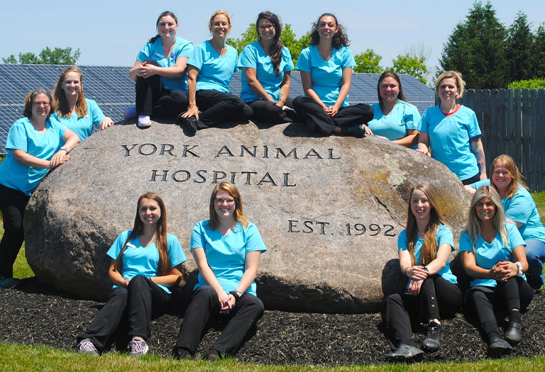 Veterinarians | York, NY Veterinarians | York, NY Animal Hospital